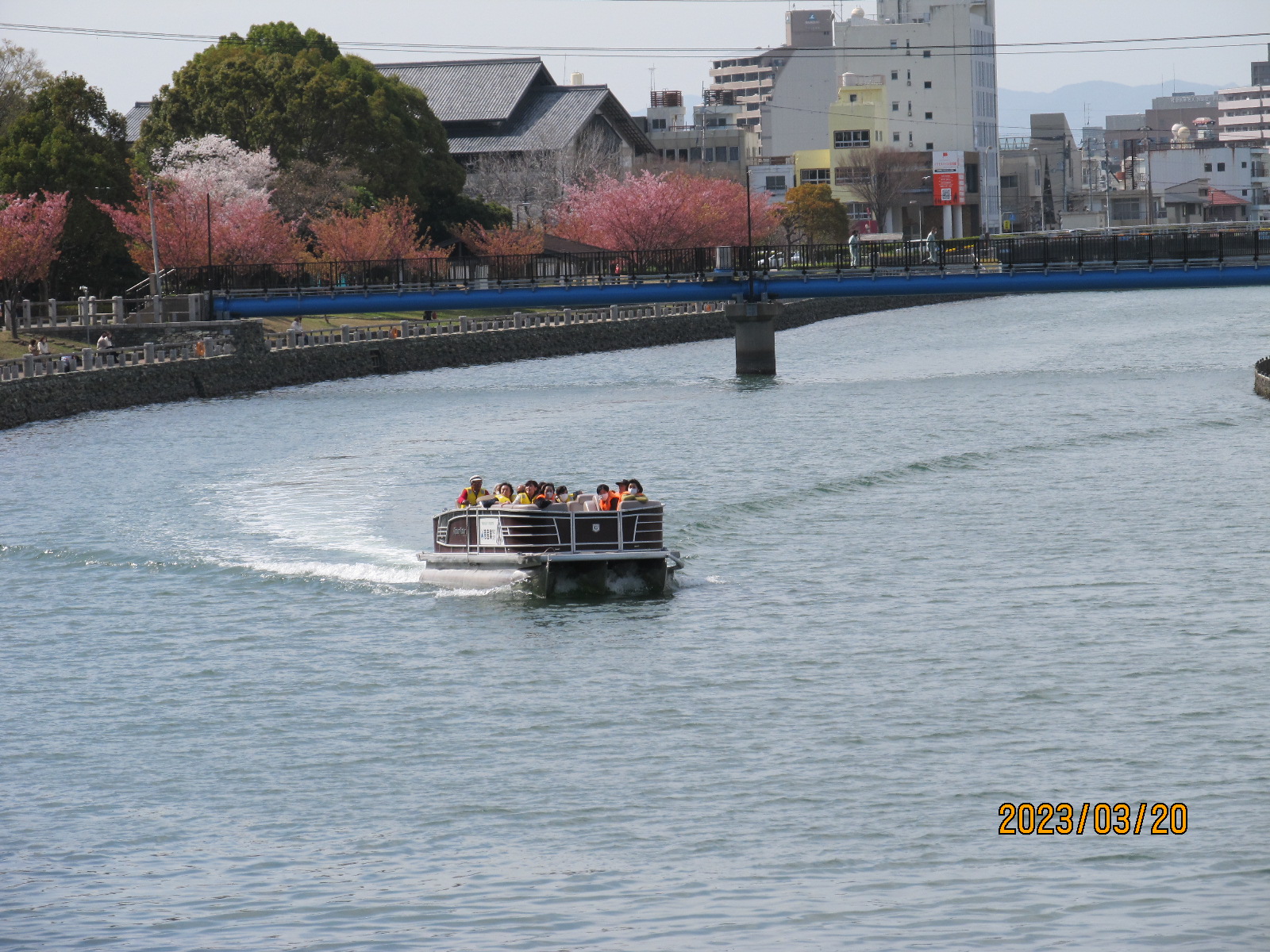 蜂須賀桜 | NPO法人協働プランニングNIMS