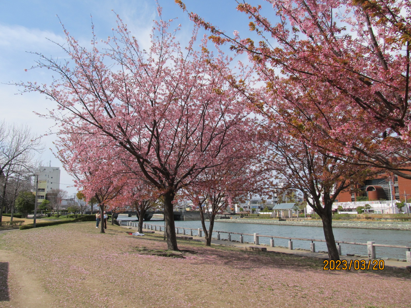 蜂須賀桜 | NPO法人協働プランニングNIMS