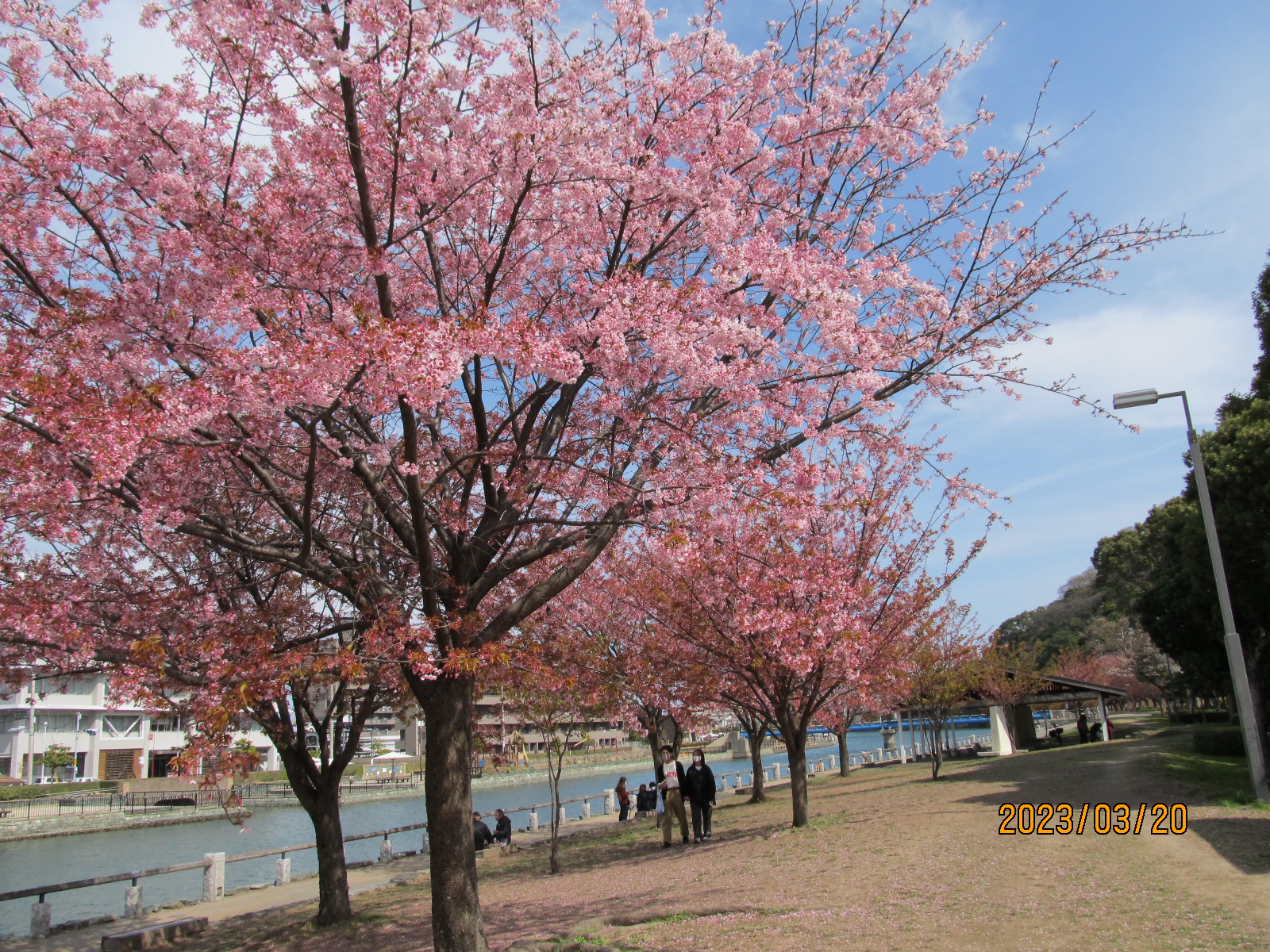 蜂須賀桜 | NPO法人協働プランニングNIMS